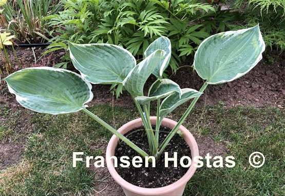 Hosta And You and I - Fransen Hostas